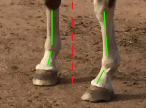 6 Types of Limb Deformities in Horses and How to Recognize Them ...