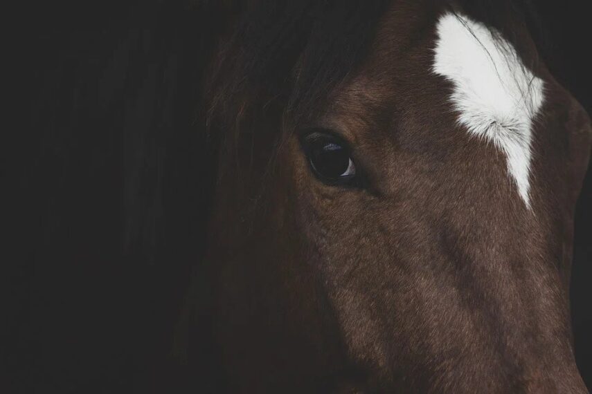 7 Signs of Pain in Horses - Animal Osteopathy Worldwide