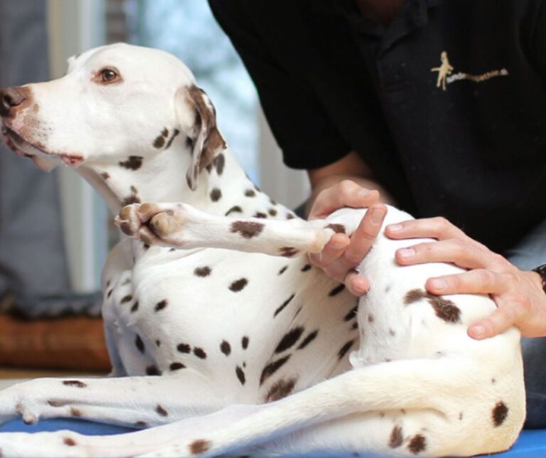 Prof. Stuart McGregor and OAB - Animal Osteopathy Worldwide