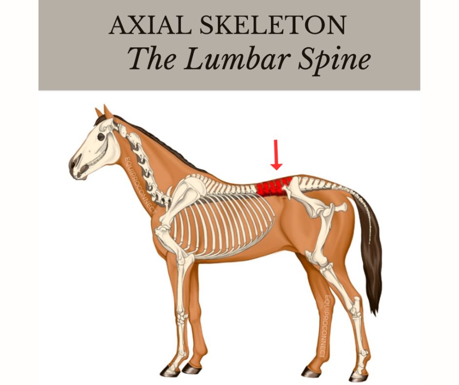 The Main Anatomy Of The Horse’s Back You Need To Know - Animal ...