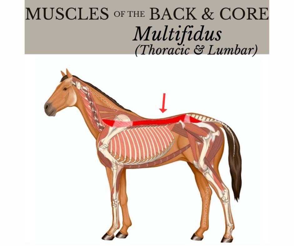 The Main Anatomy Of The Horse’s Back You Need To Know - Animal ...