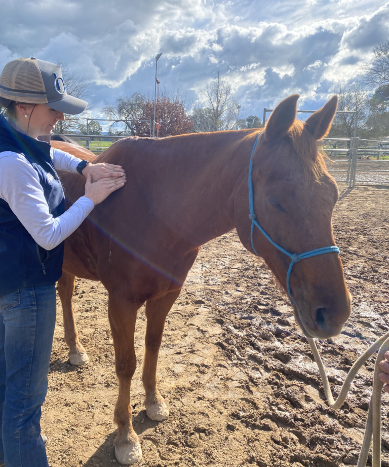 FIND AN ANIMAL OSTEOPATH - Animal Osteopathy Worldwide