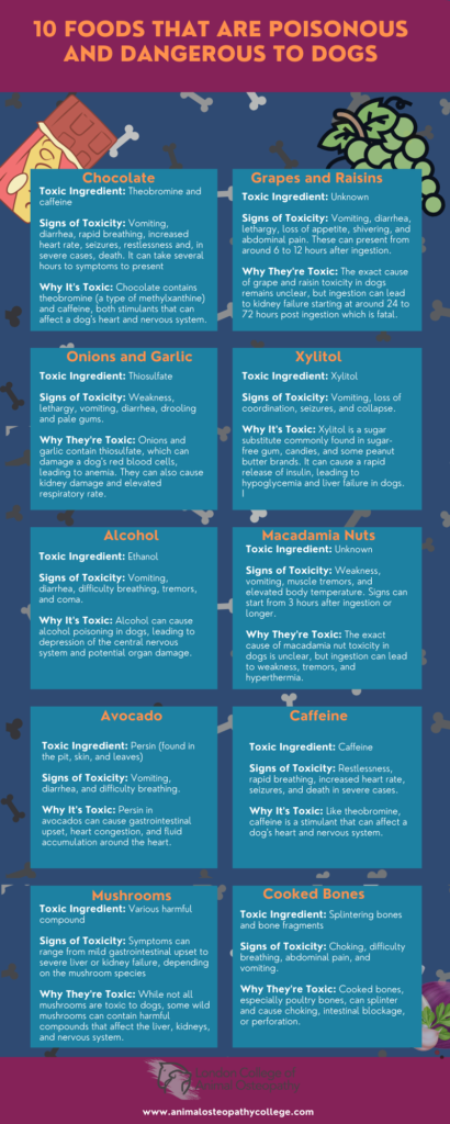 10 Foods That Are Poisonous to Dogs - Animal Osteopathy Worldwide