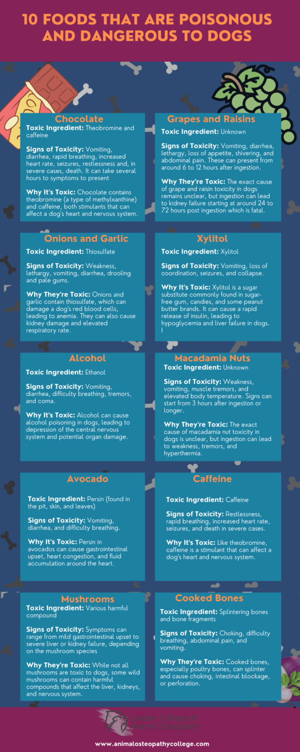 10 Foods That Are Poisonous to Dogs - Animal Osteopathy Worldwide
