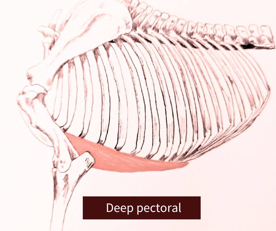Understanding and Strengthening the Thoracic Sling - Animal Osteopathy ...