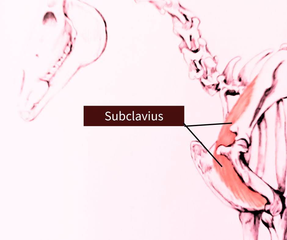 Understanding and Strengthening the Thoracic Sling - Animal Osteopathy ...