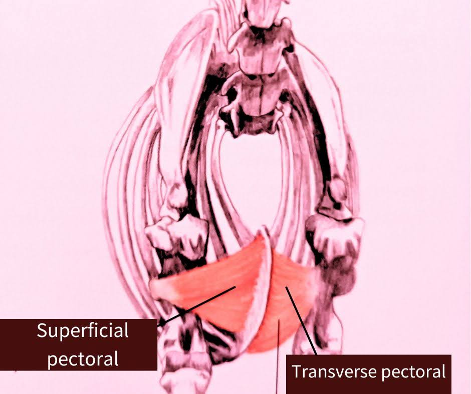 Understanding and Strengthening the Thoracic Sling - Animal Osteopathy ...