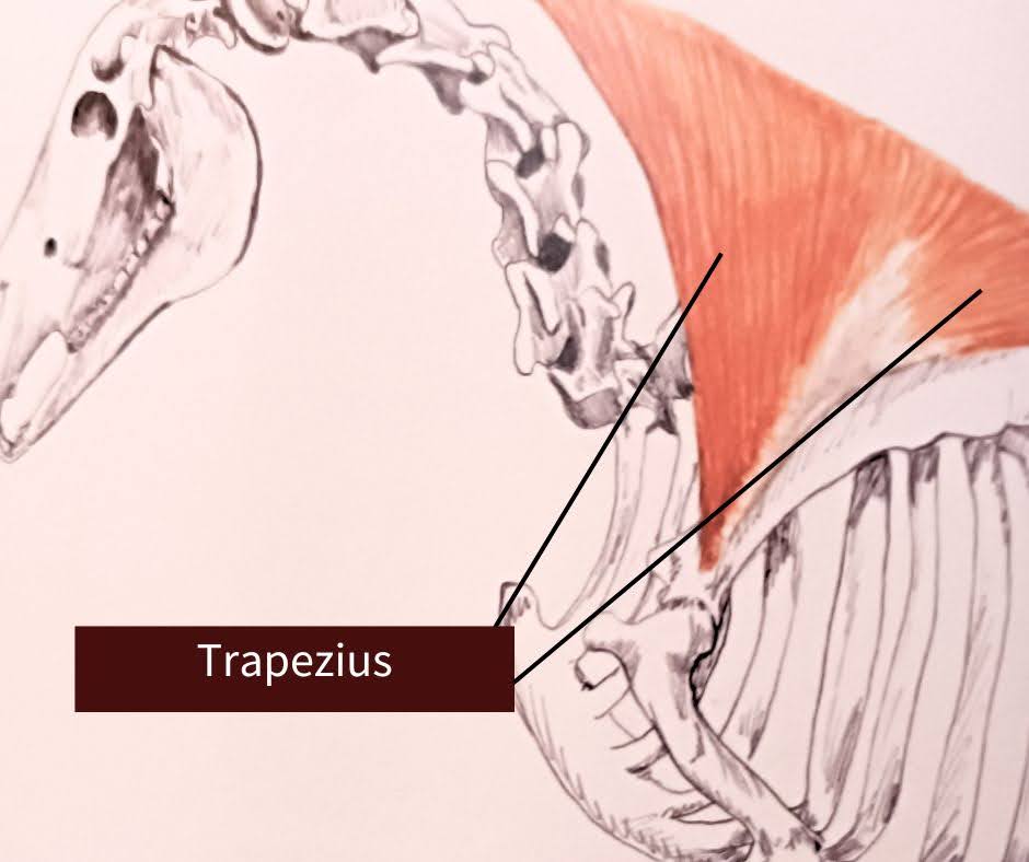 Understanding and Strengthening the Thoracic Sling - Animal Osteopathy ...