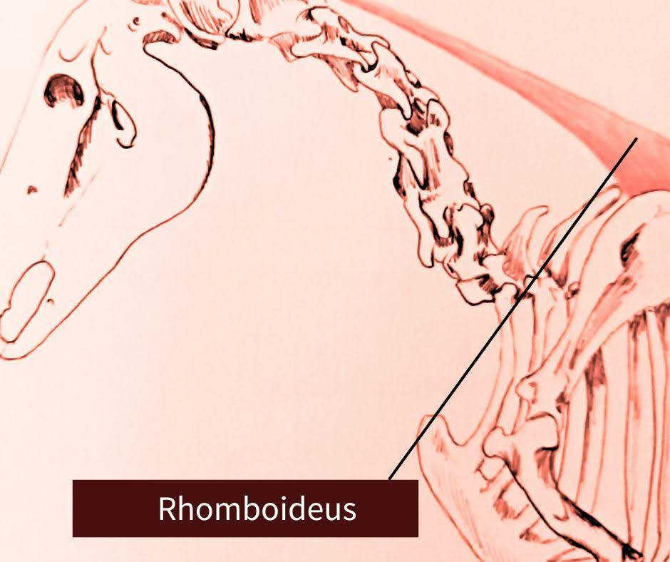 Understanding and Strengthening the Thoracic Sling - Animal Osteopathy ...