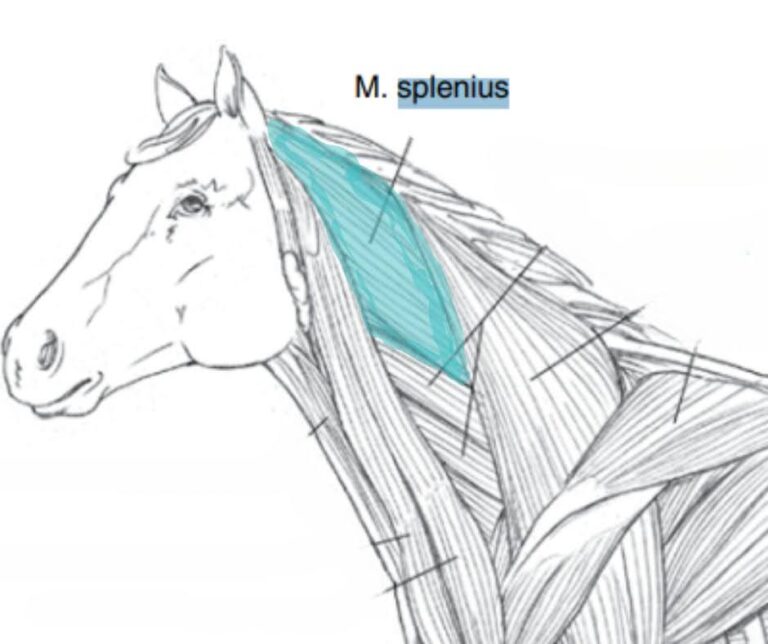 The Splenius Muscle in Horses - Animal Osteopathy Worldwide