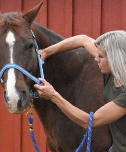 Homepage - Animal Osteopathy Worldwide