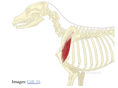 The Shoulder of the Dog - Animal Osteopathy Worldwide