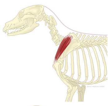 The Shoulder of the Dog - Animal Osteopathy Worldwide