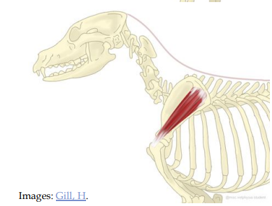 The Shoulder of the Dog - Animal Osteopathy Worldwide