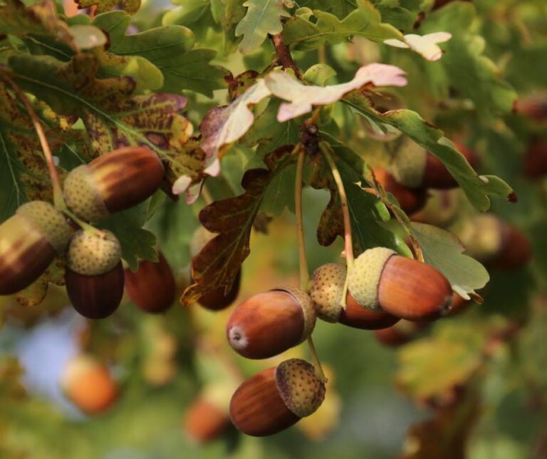 Acorn Toxicity in Horses - Animal Osteopathy Worldwide