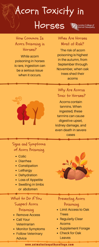Acorn Toxicity in Horses - Animal Osteopathy Worldwide