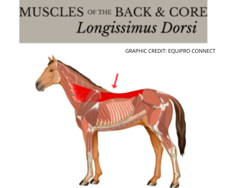 The Longissimus Dorsi Muscle in the Horse: Anatomy and Function ...