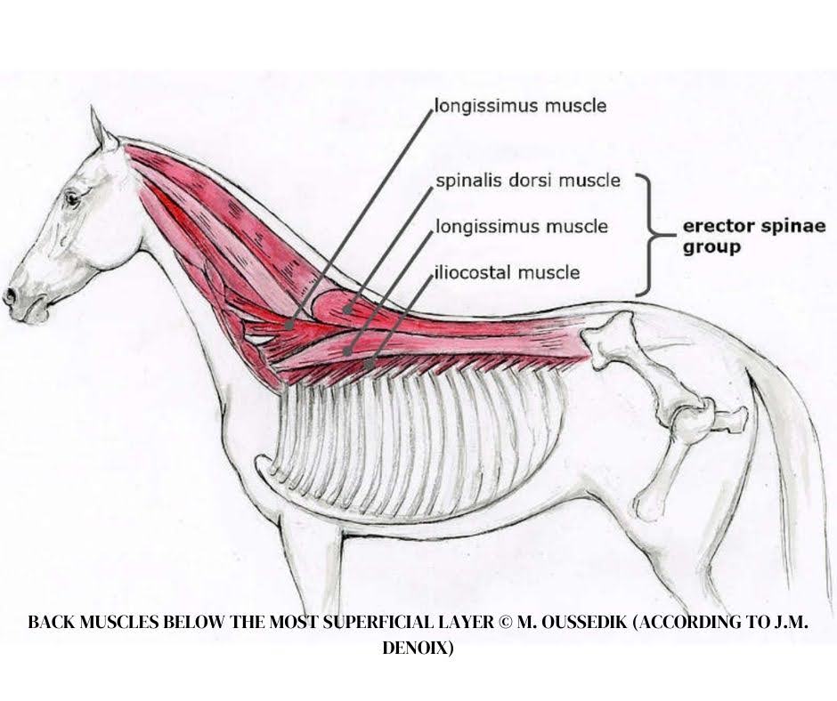 The Longissimus Dorsi Muscle in the Horse: Anatomy and Function ...