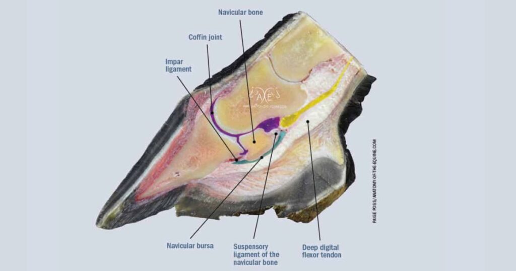 Navicular Syndrome in Horses: Whole-Horse Care - Animal Osteopathy ...