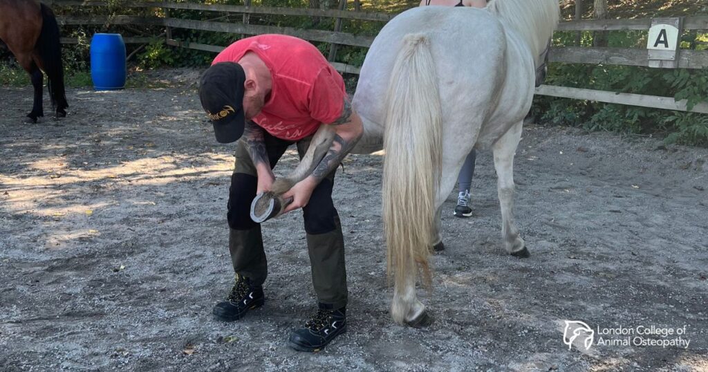 Osteopathy and Poor Hoof Morphology - Animal Osteopathy Worldwide